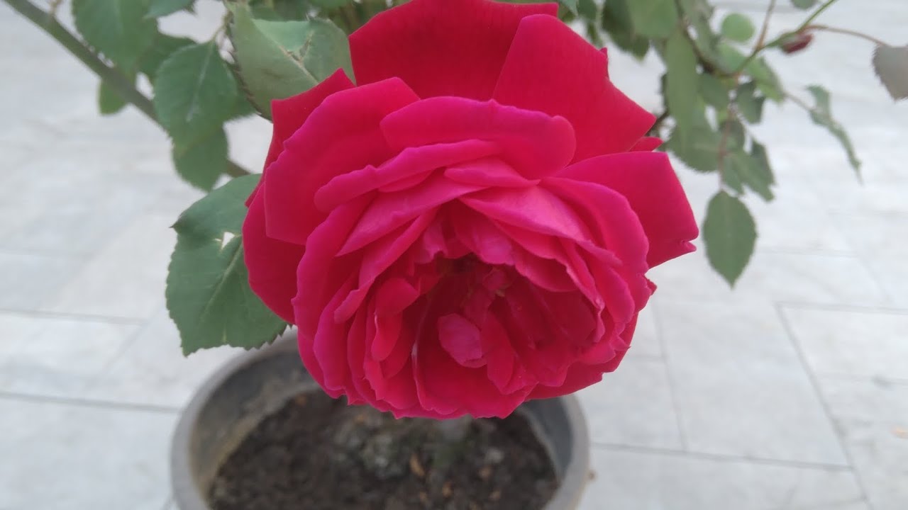 Tips For Red Rose Plant | Red Rose Plant | Red Rose Plant Flower ...