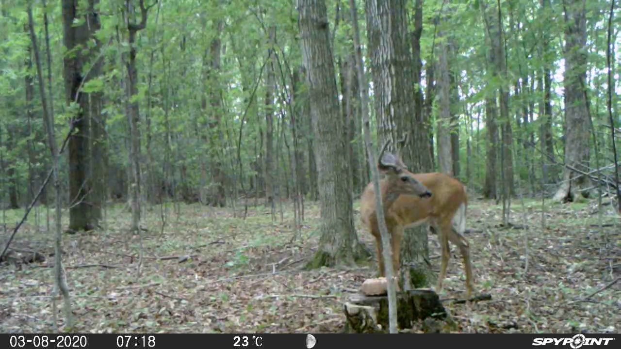 Small buck in the woods - Petit buck dans le bois - YouTube
