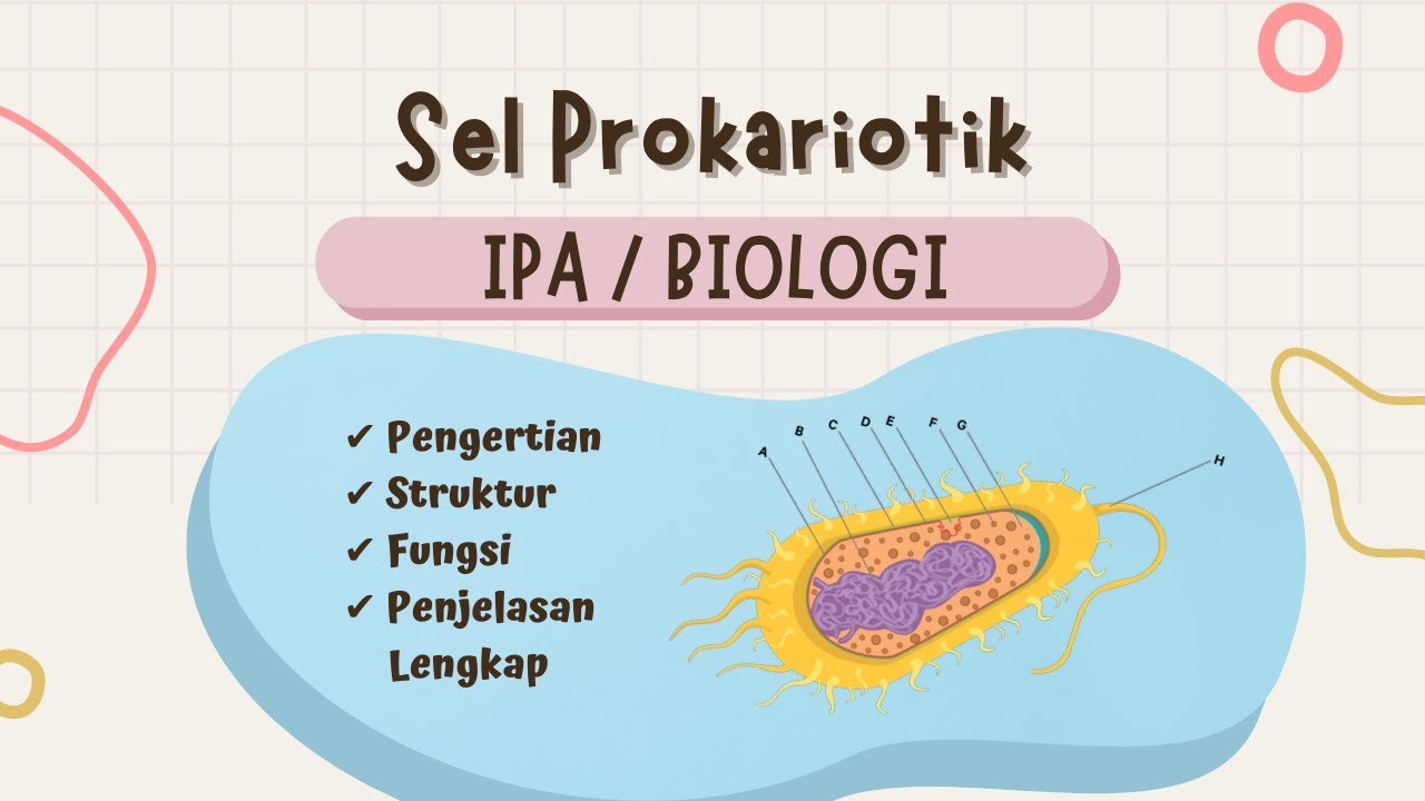 Struktur Penyusun Sel Prokariotik, Fungsi Organel Sel Prokariotik ...