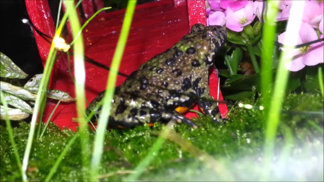 Fire Belly Toad in My Garden-Style Terrarium - YouTube