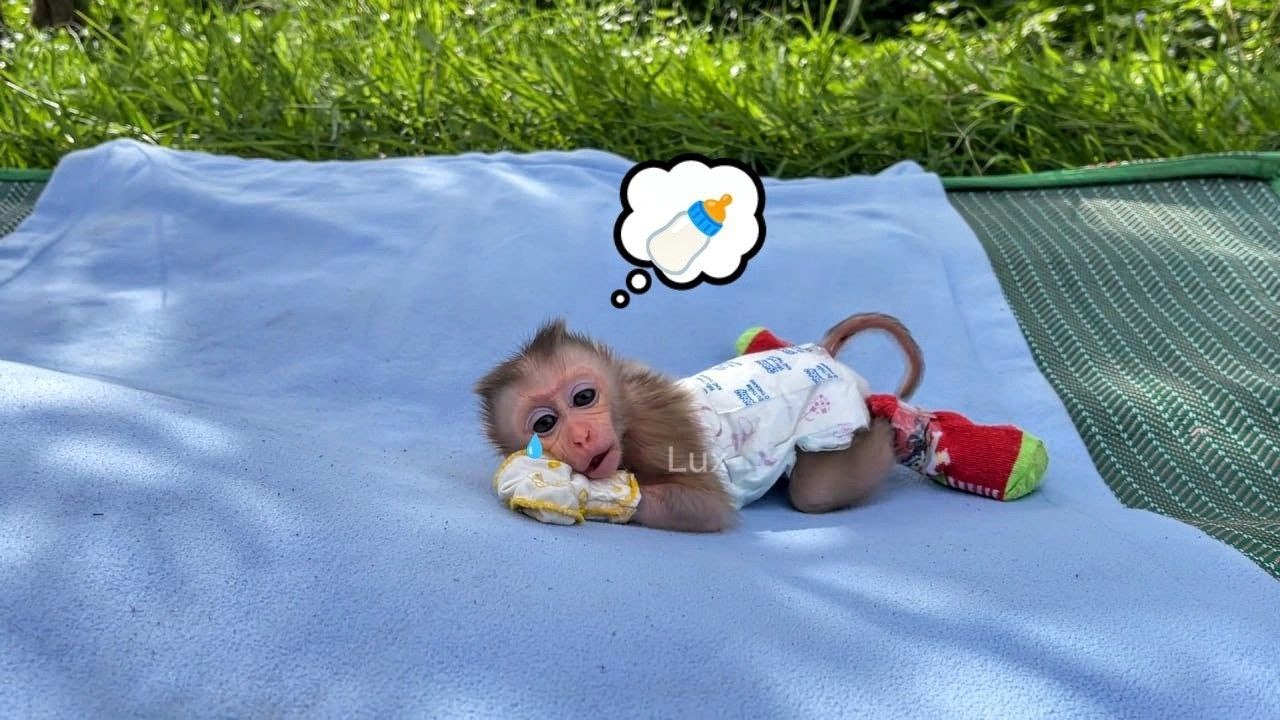 Monkey Lux Hunqrrii S-izureee Cr ... yii, C ... y looking for a mother ...