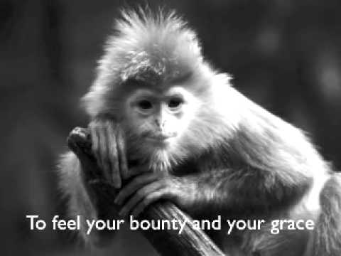 Monkey Prayer - YouTube