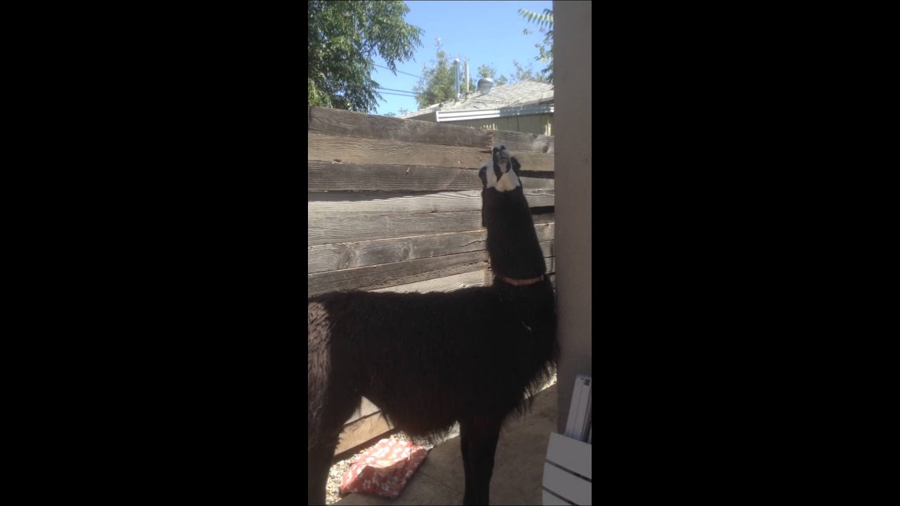 Getting attacked by a llama - YouTube