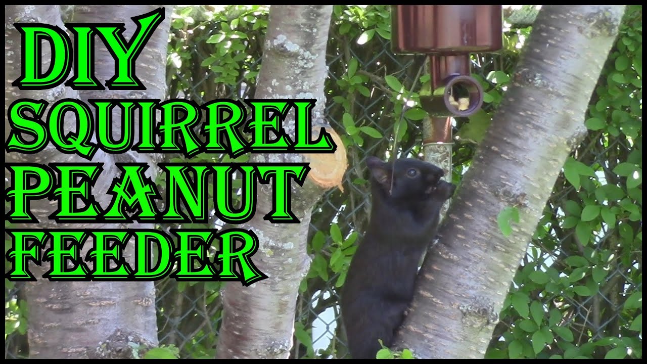 How To Build A Squirrel Feeder - Lasts Forever So Easy To Make - YouTube