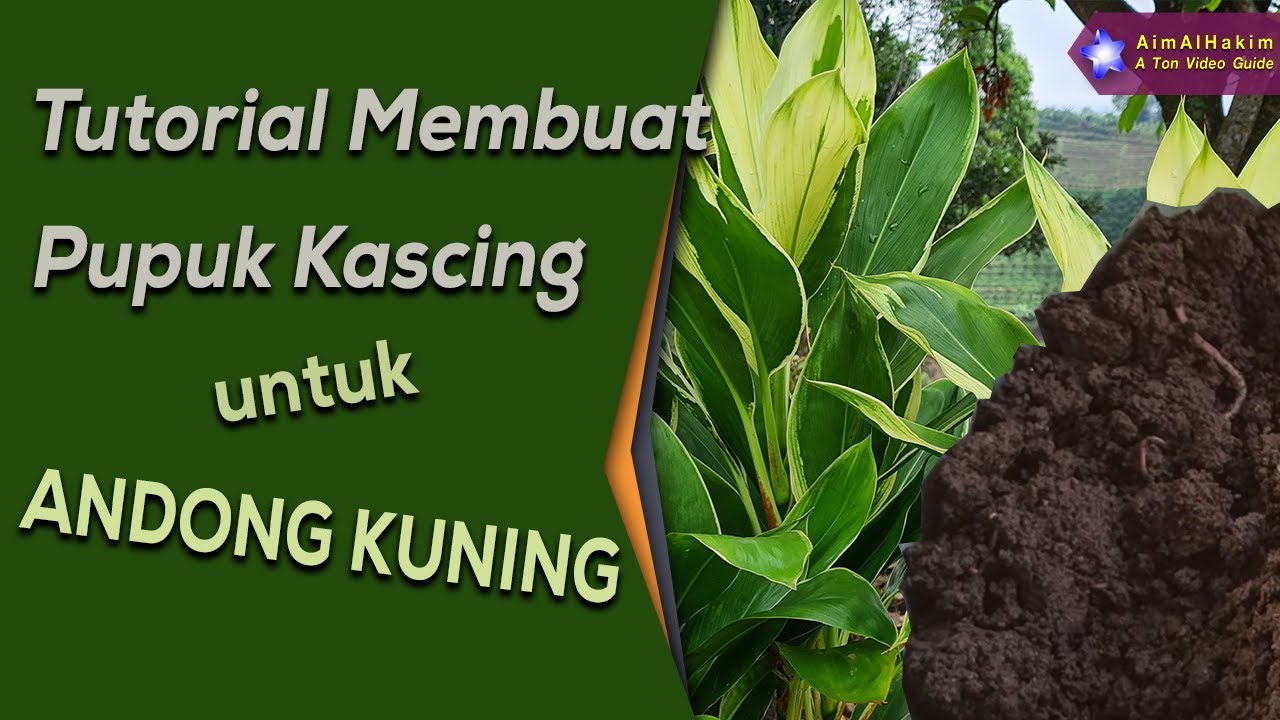 Tutorial Cara Membuat Pupuk Kascing Untuk Daun Andong Hijau Dengan ...