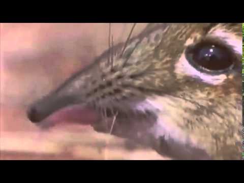 take a closer look at that OG MUDBONE