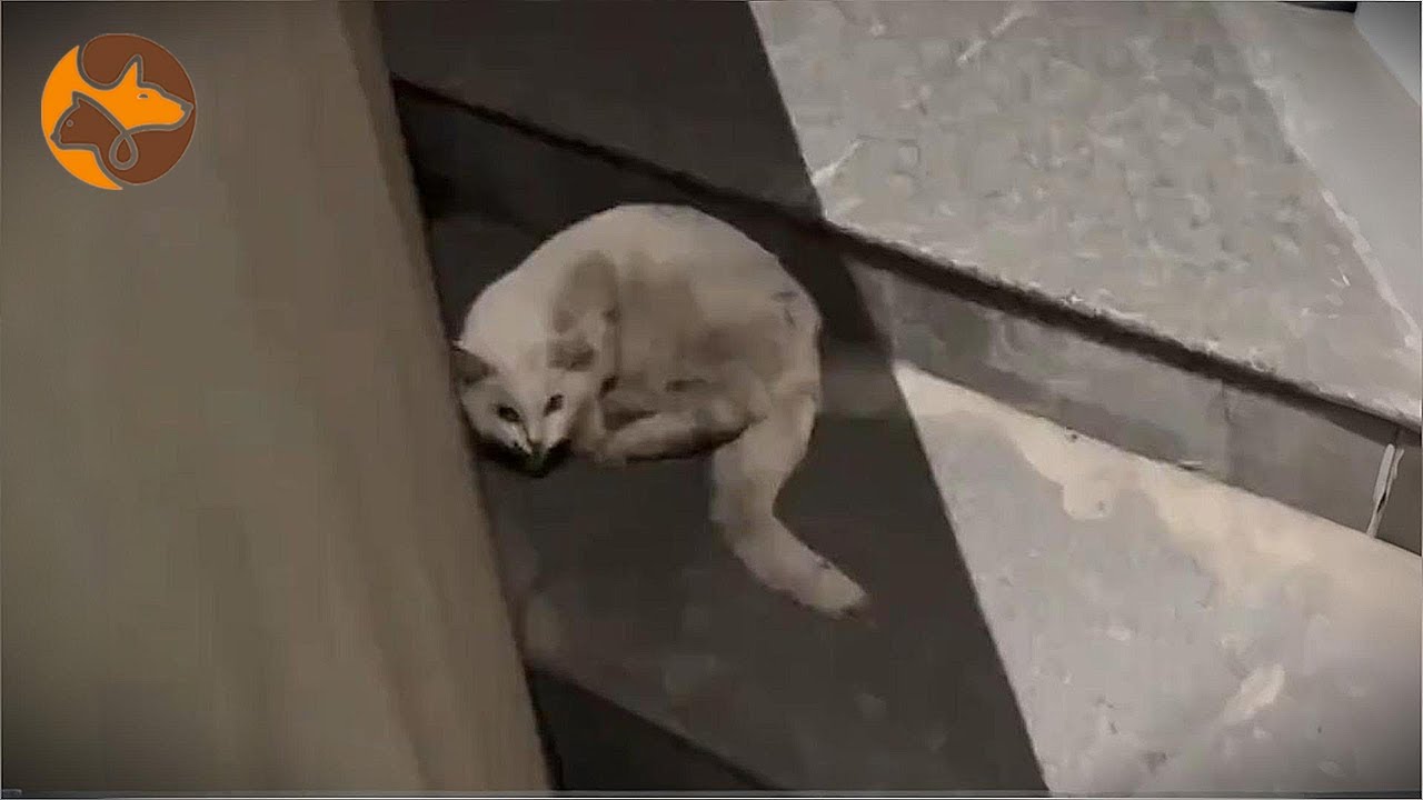 A Stray Cat, Injured and Bullied by Fellow Strays, Crying Out as She ...
