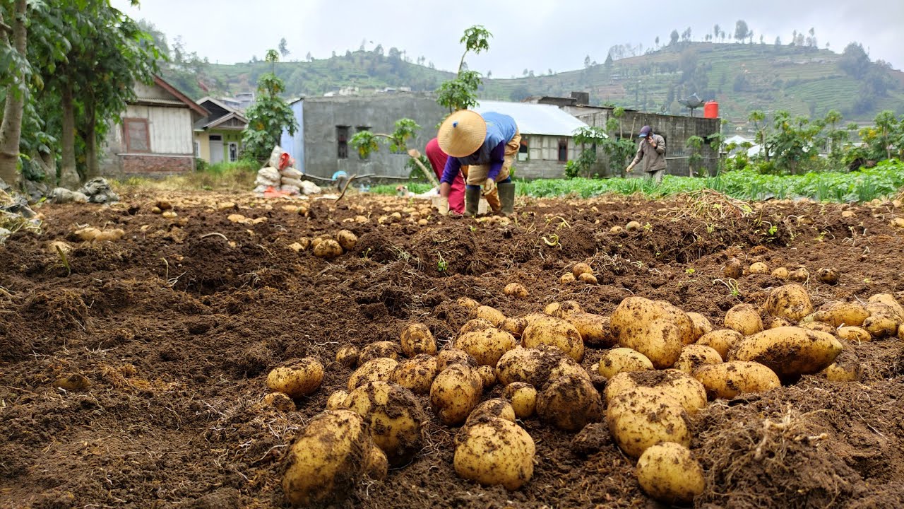 PETANI KENTANG DIENG I PANEN LANGSUNG DI LAHAN I GIMANA HASILNYA? - YouTube