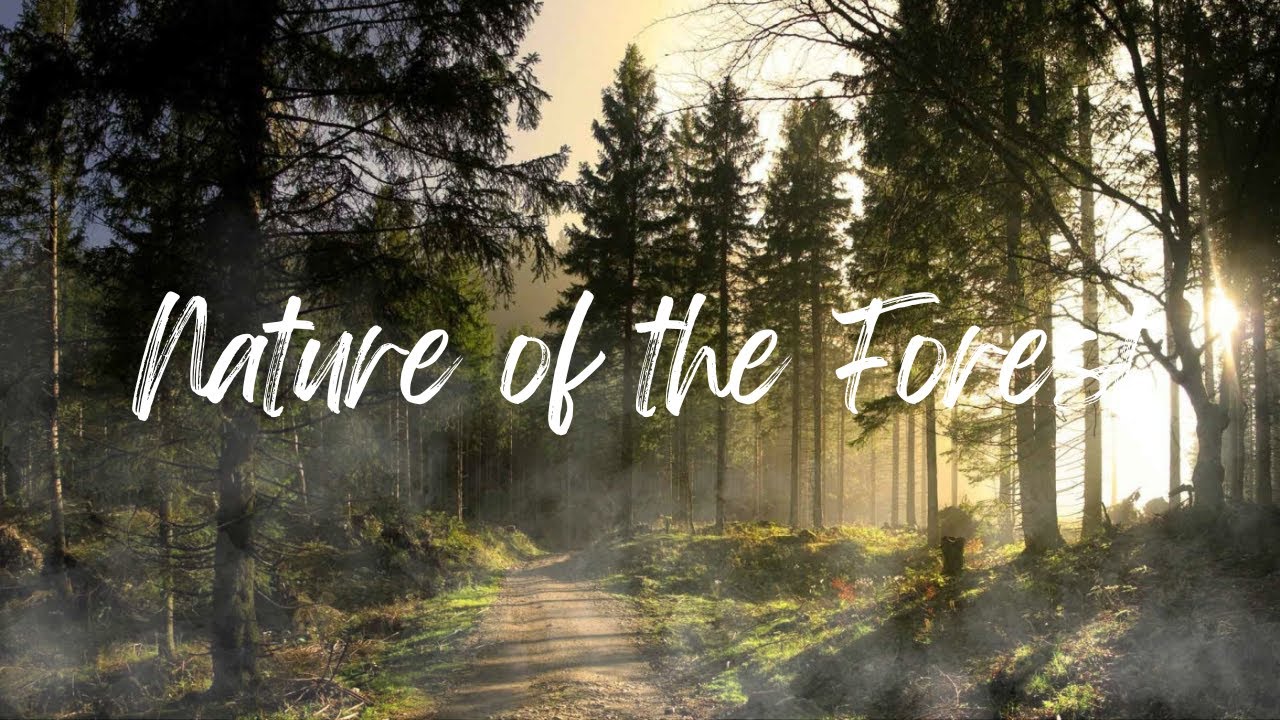 Sound of The Forest- Improve Focus & Memory - YouTube