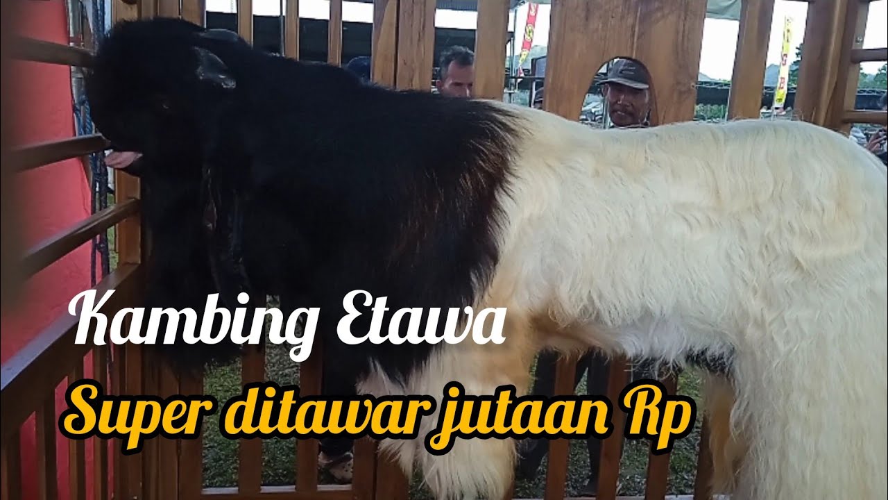KAMBING ETAWA super mahal 2023// super expensive etawa goat 2023#vlog ...