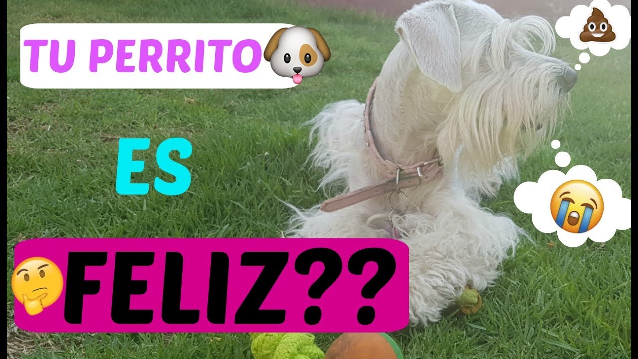 ¿TU PERRITO ES FELIZ?-¿COMO SABERLO??/Petuz y Chata - YouTube