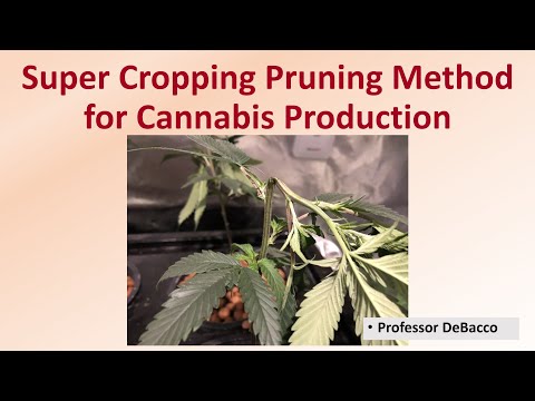 Super Cropping Pruning Method for Cannabis Production