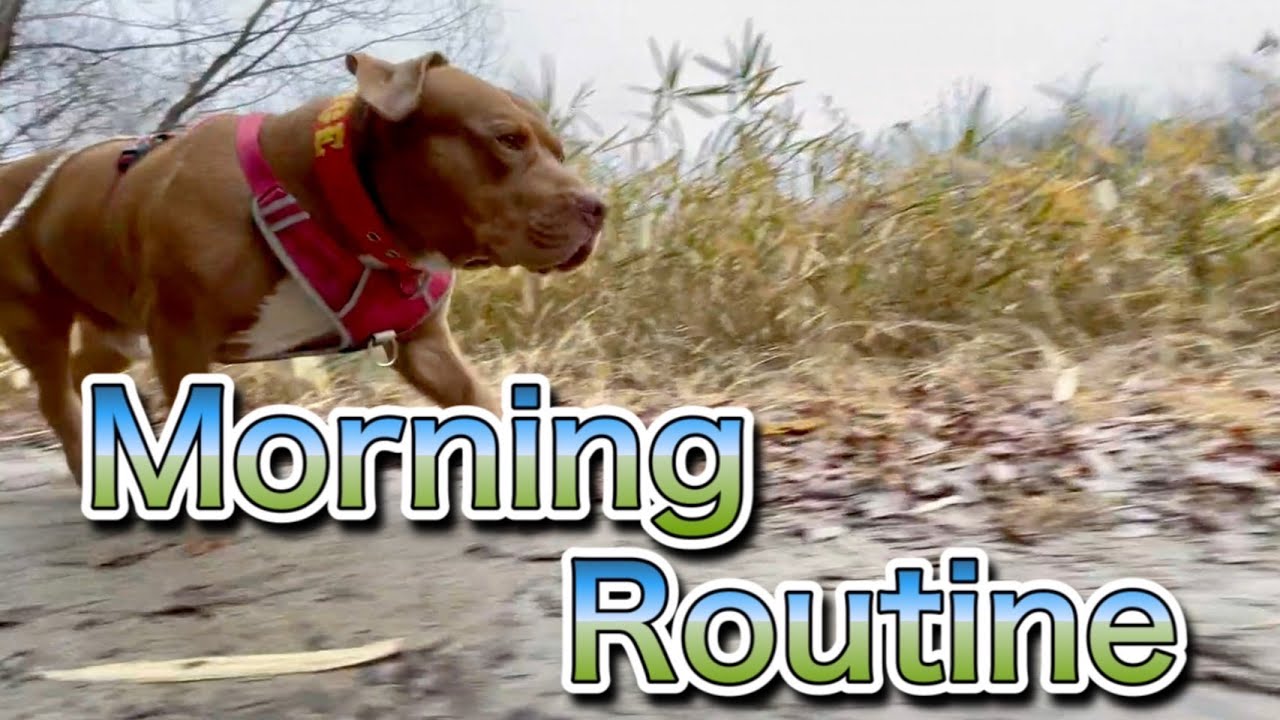 My Dog's Morning Routine - YouTube