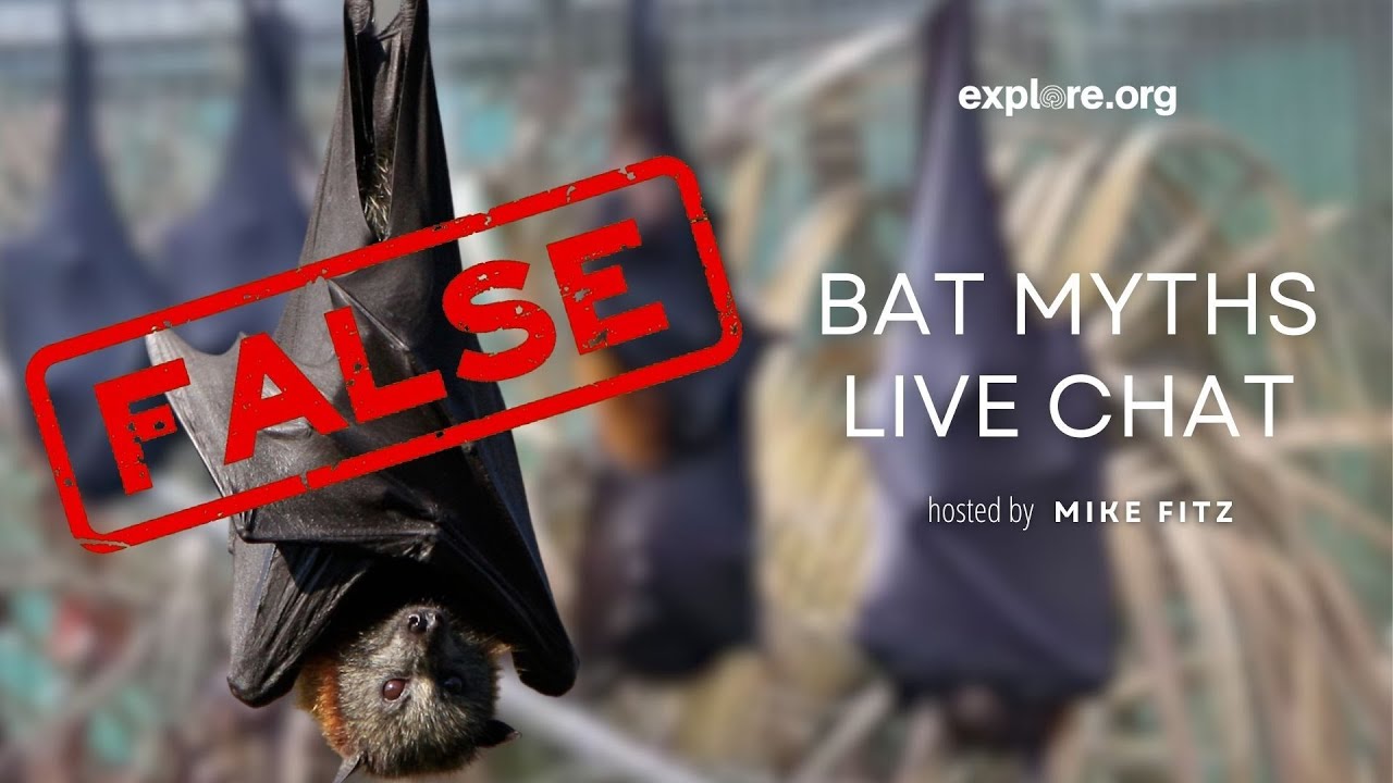 Debunking Bat Myths! | Live Chat - YouTube