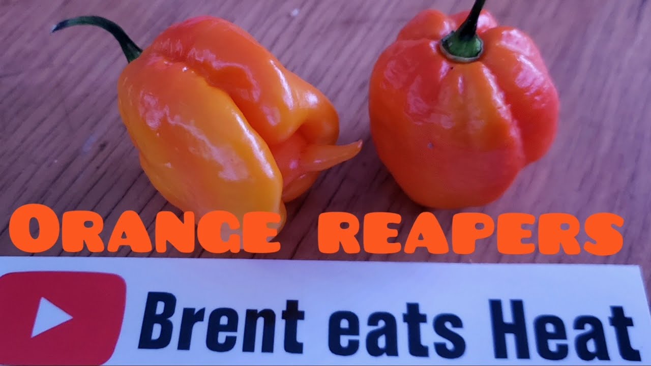 Orange Reaper..first pod of the season. - YouTube