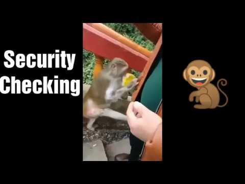 Checking Security Monkey. - YouTube