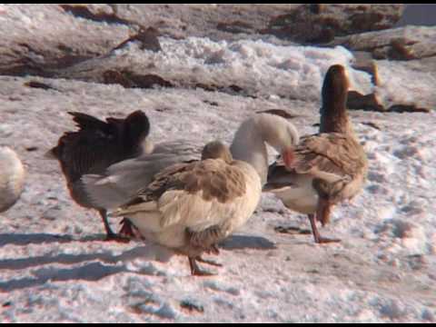 ARDAHAN'DAN ARDAKALAN