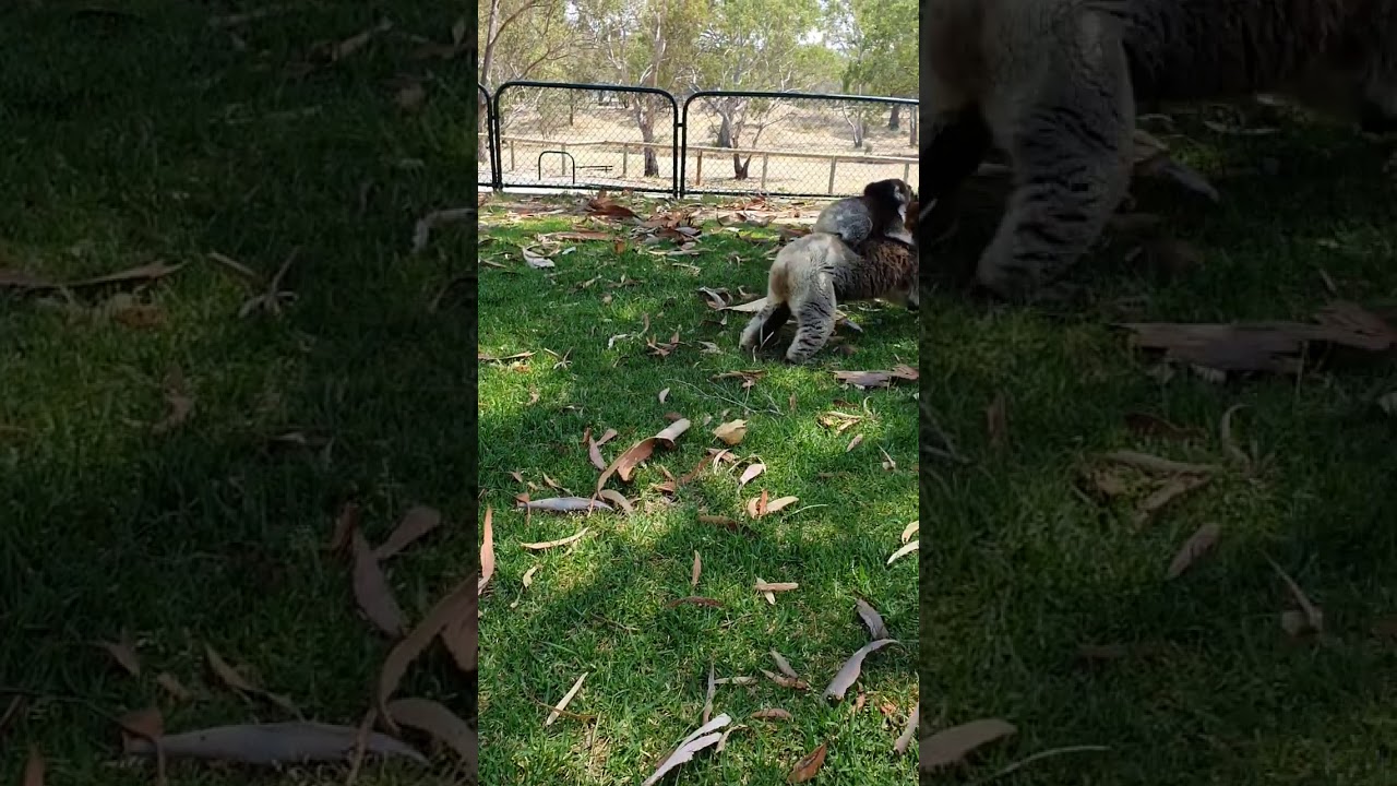 Jumping koalas - YouTube