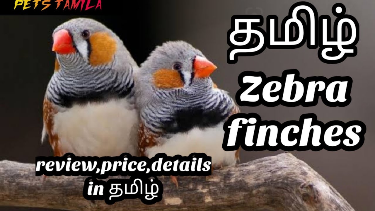 Zebra finches in tamil/birds/petstamila/Tamil/exotic birds/zebra ...