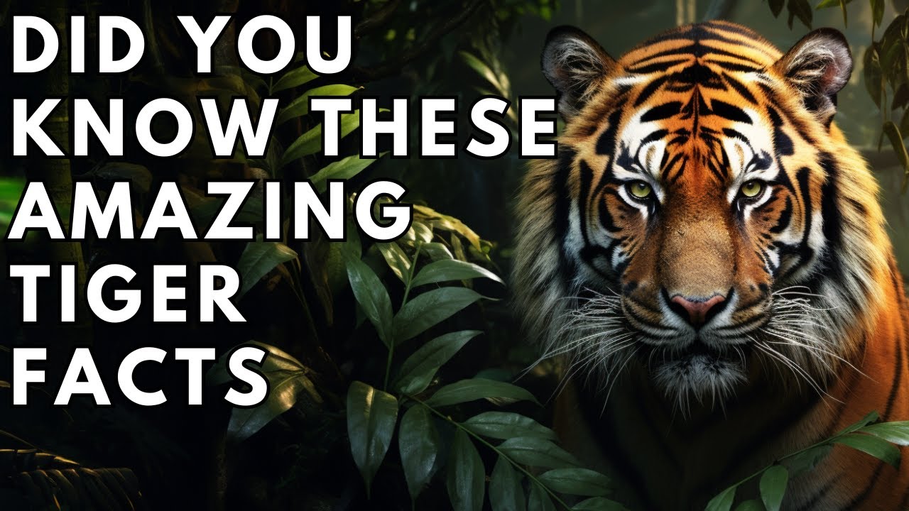 Tiger Facts - Did You Know These Amazing Facts #facts #tiger #animals ...