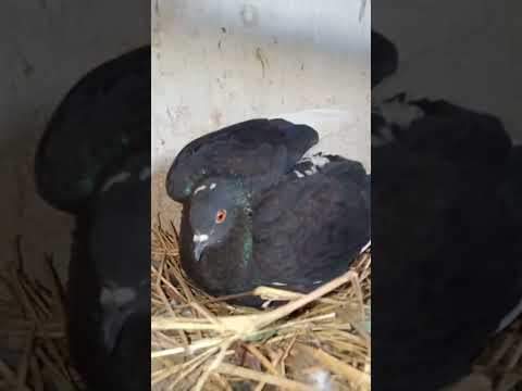 # PIGAN LOVER 💓 #viral #pigeonpigeon #ytshort 🕊️🕊️ #bird #pingeon # ...