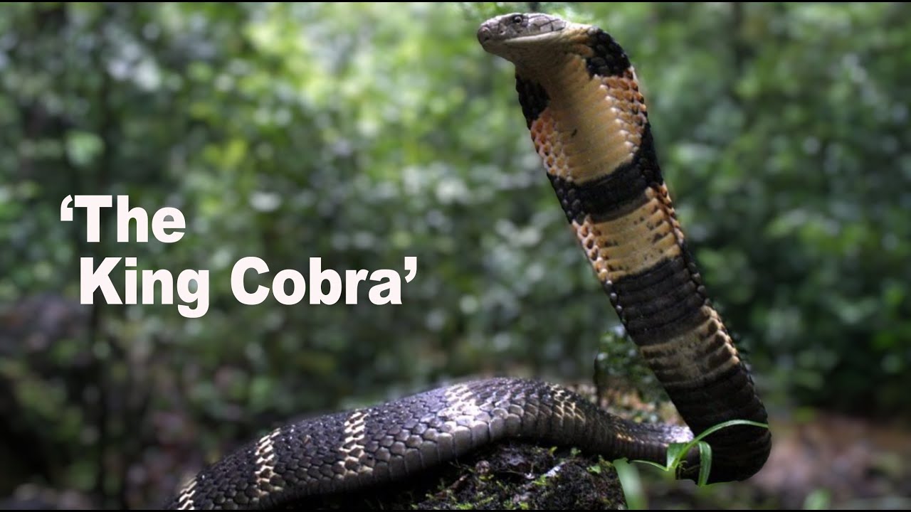 The King of Snakes: The Fascinating and Fearful King Cobra | EP1 - YouTube