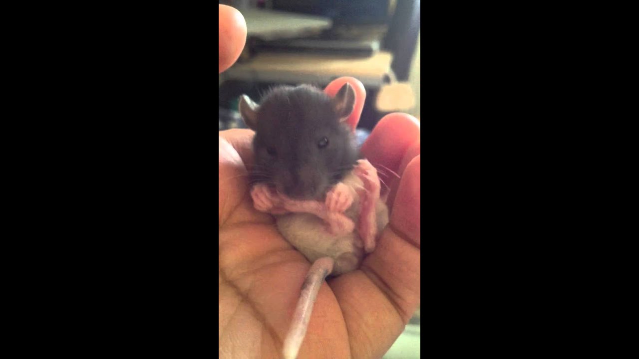 Baby Dexter the rat having a wash - YouTube