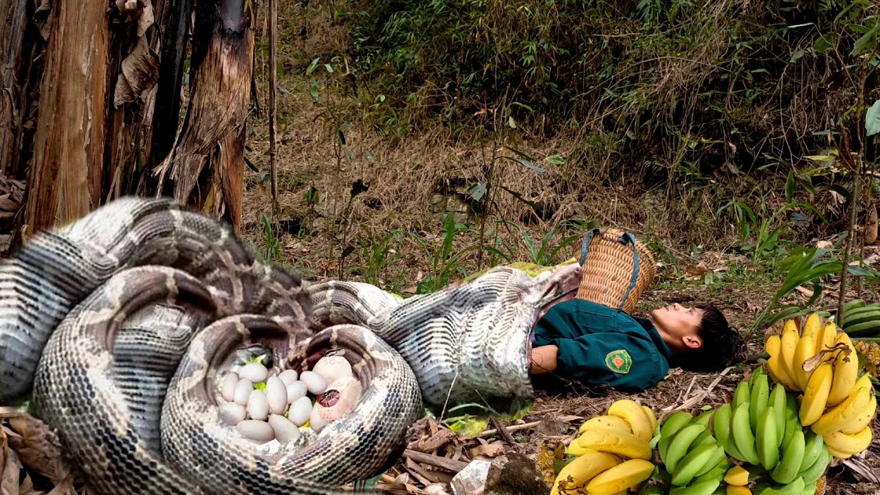 Harvesting bananas and being attacked by poisonous snakes - farm life ...