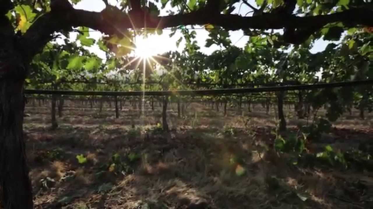 Three Palms Vineyard - YouTube