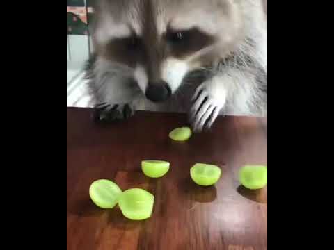 Mapache comiendo uvas - YouTube