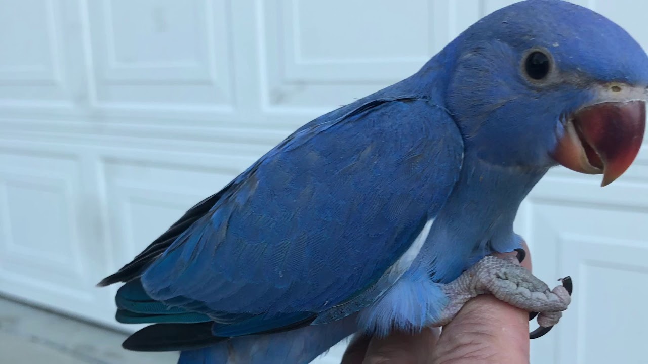Princess: my violet baby Indian Ringneck parrot learning to fly - YouTube