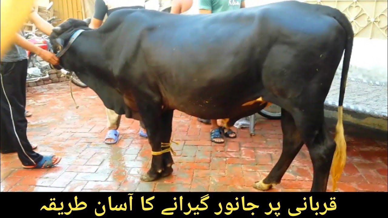 Cow Qurbani Cutting Skills| Cow Qurbani video2024 | Professional Qasai ...