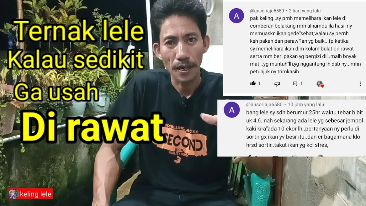 ternak lele kalau sediki ga di rawat pun bagus - YouTube
