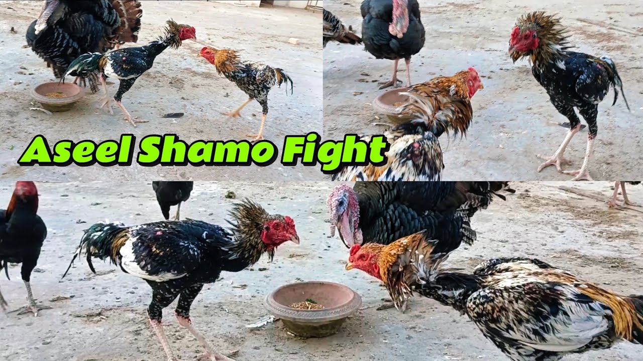 Aseel shamo fight in Pakistan #aseel #shamo #birds - YouTube