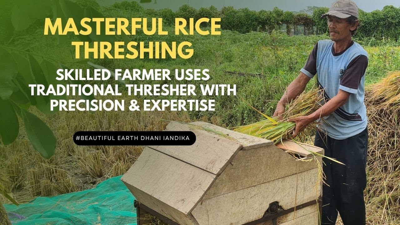 Masterful Rice Threshing: Skilled Farmer Uses Traditional Thresher with ...