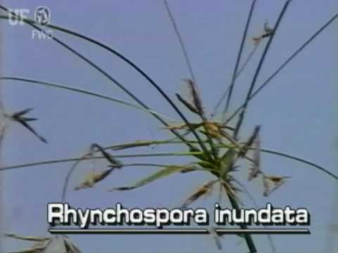 inundated beakrush (Rhynchospora inundata) - YouTube