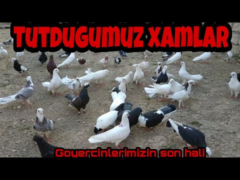 Goyercinlerimizin son hali. Tutdugumuz xamlar .Yakaladigimiz kacaklar