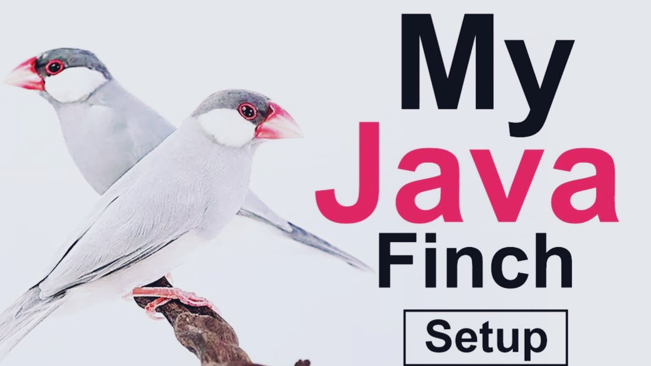 My Java Finch Setup ||My Birds For U - YouTube