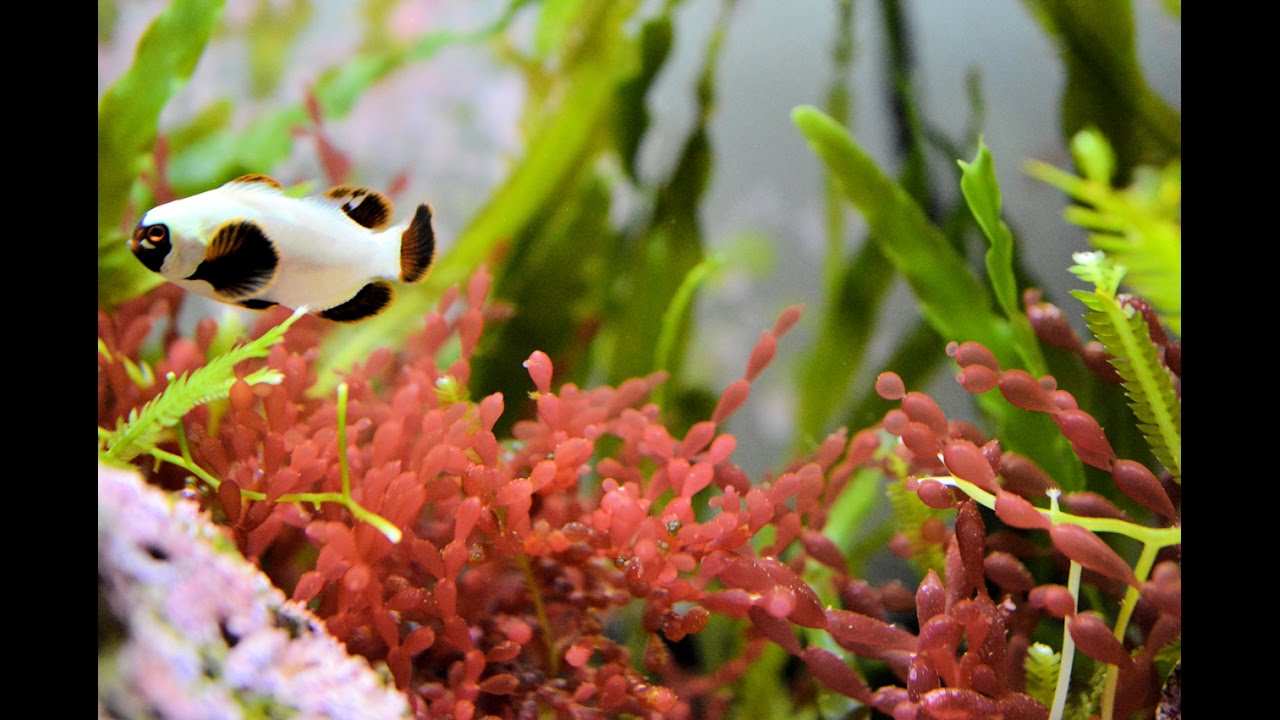 How to Keep a Planted Reef Tank 101 | Part 3 Fertilizer 4K - YouTube