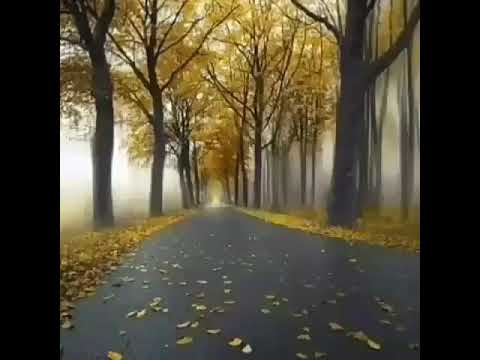 Payizin etri🍁🍁🍁🍃🍃