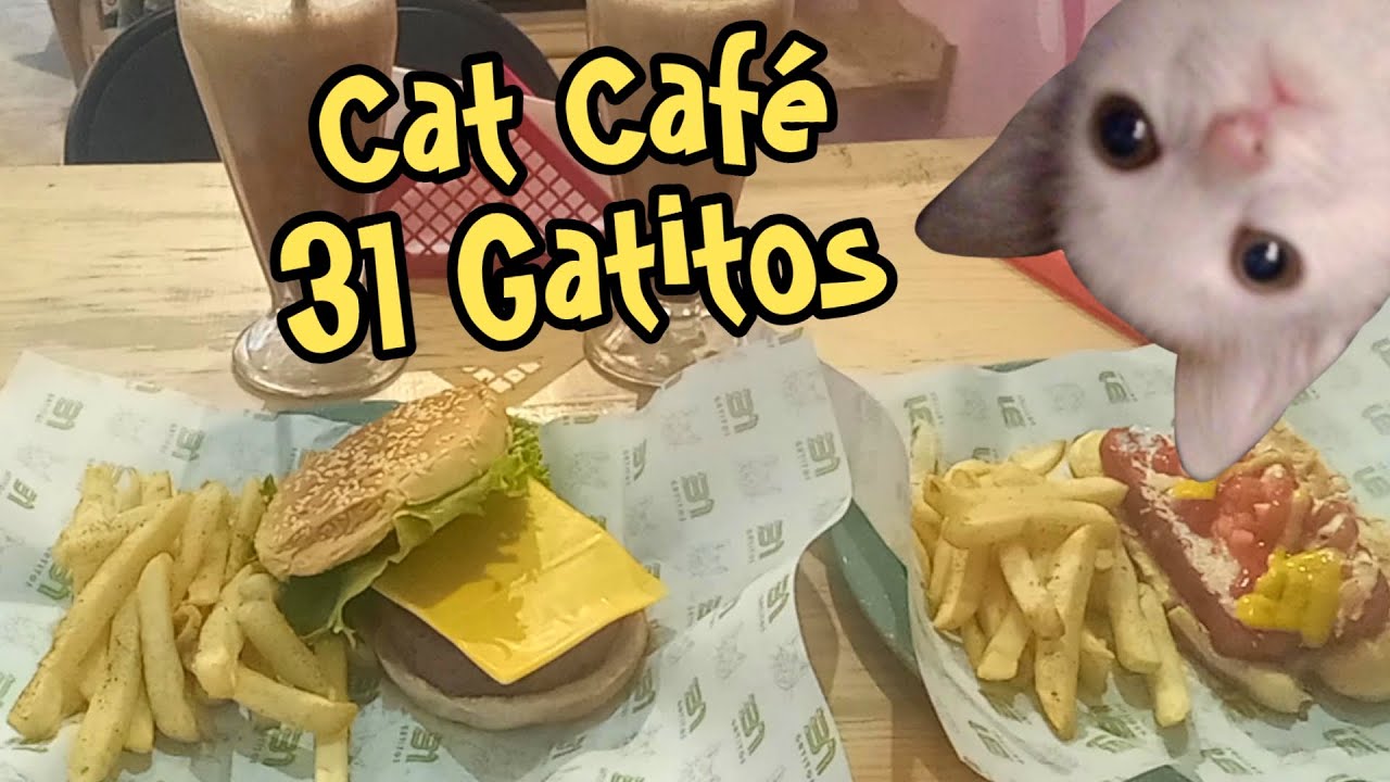 Conoce otro café de gatitos 🐱🐈 | Cat café 31 Gatitos - YouTube