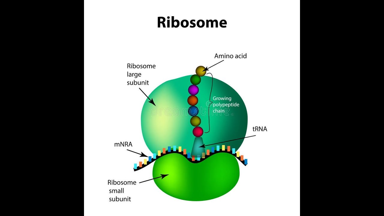 Le ribosome et la synthèse des protéines - YouTube