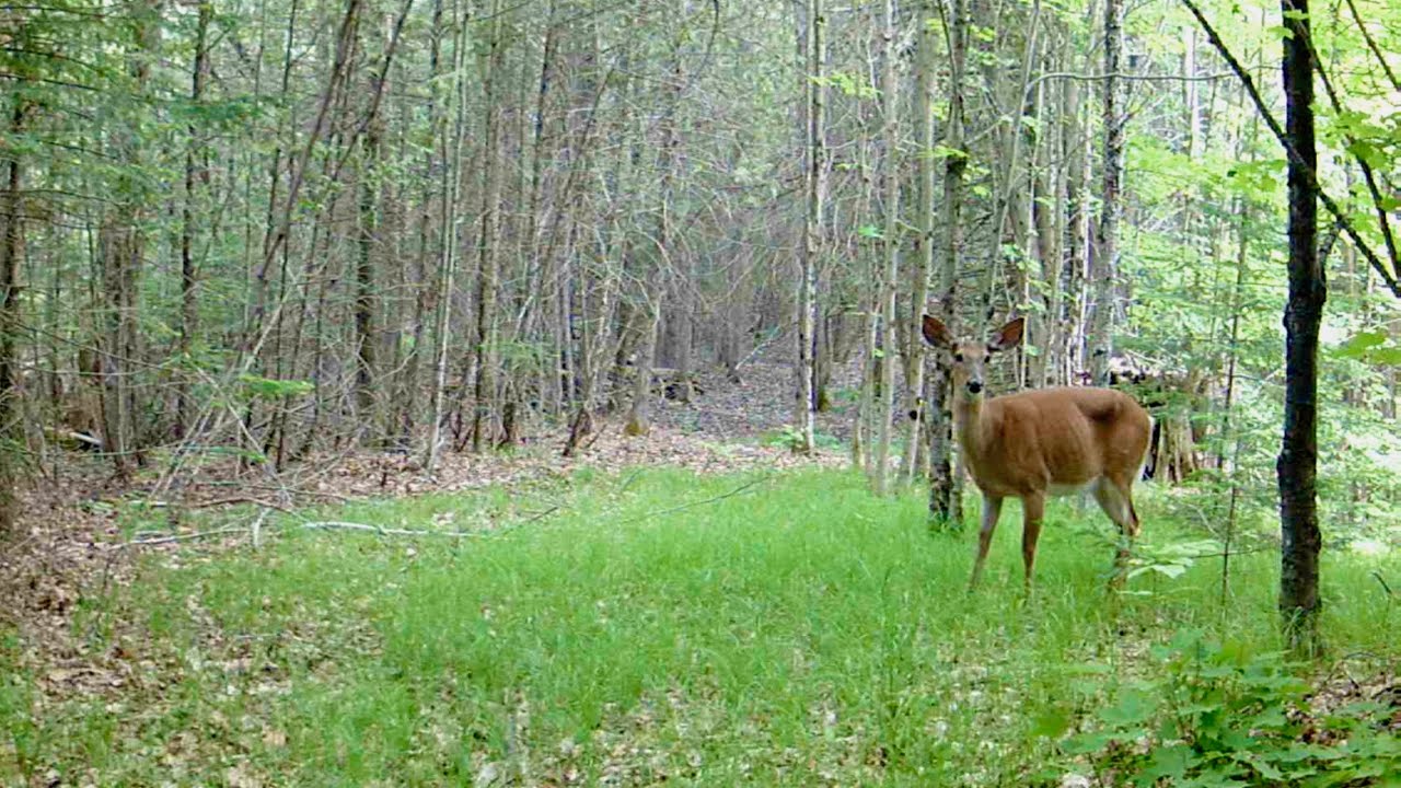Deer In Distress! Wildlife Trail Camera Captures Something Amazing ...