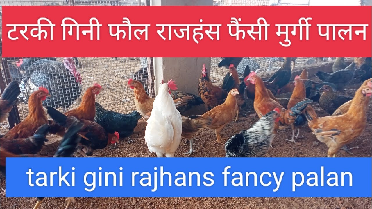 tarki gini foul rajhans fancy palan tarki गिनी फौल राजहंस फैंसी पालन ...