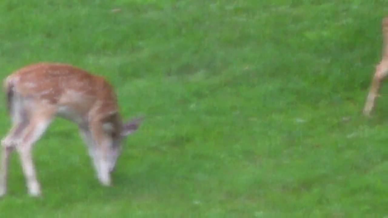 baby deer playing and frolicking in my yard - YouTube