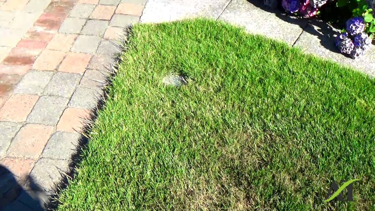 Repair of poorly installed sod - YouTube