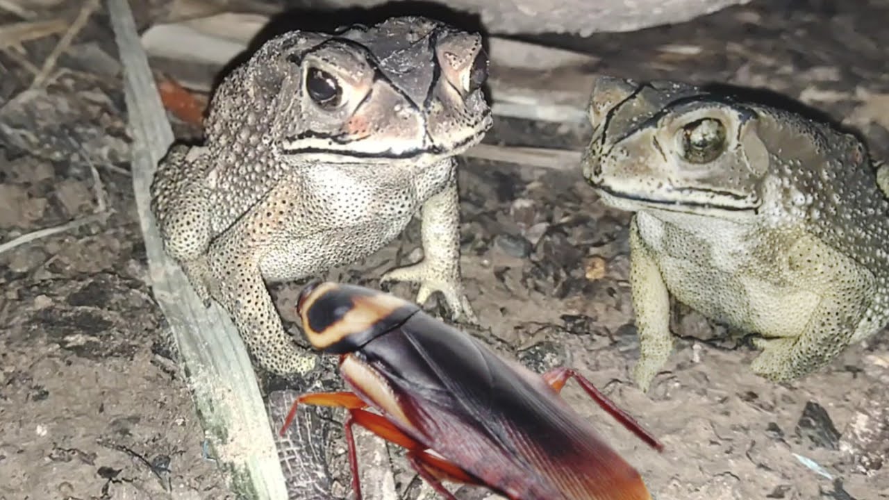The toad eat cockroaches#nature #wow #animals#eating#food#tiktok#funny# ...