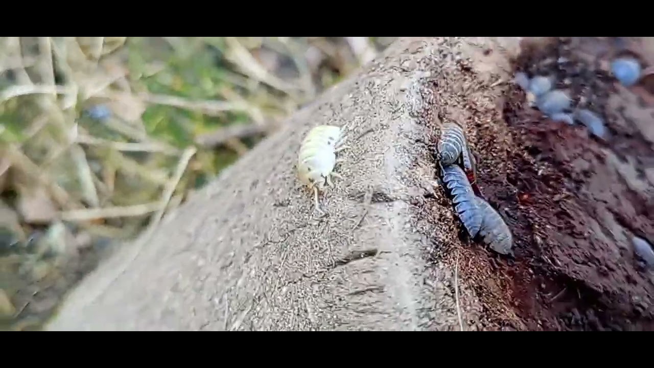 Hay un bicho bolita de color blanco en mi patio de verdad - YouTube