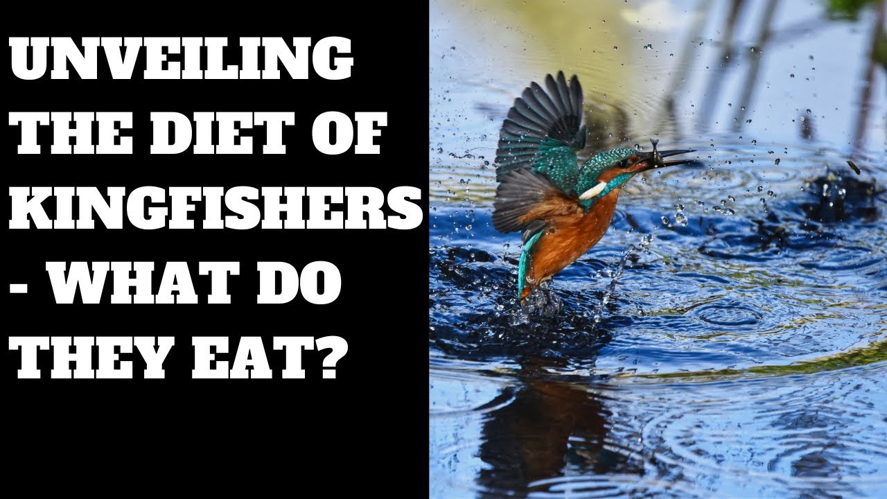 Unveiling the Diet of Kingfishers What Do They Eat - YouTube