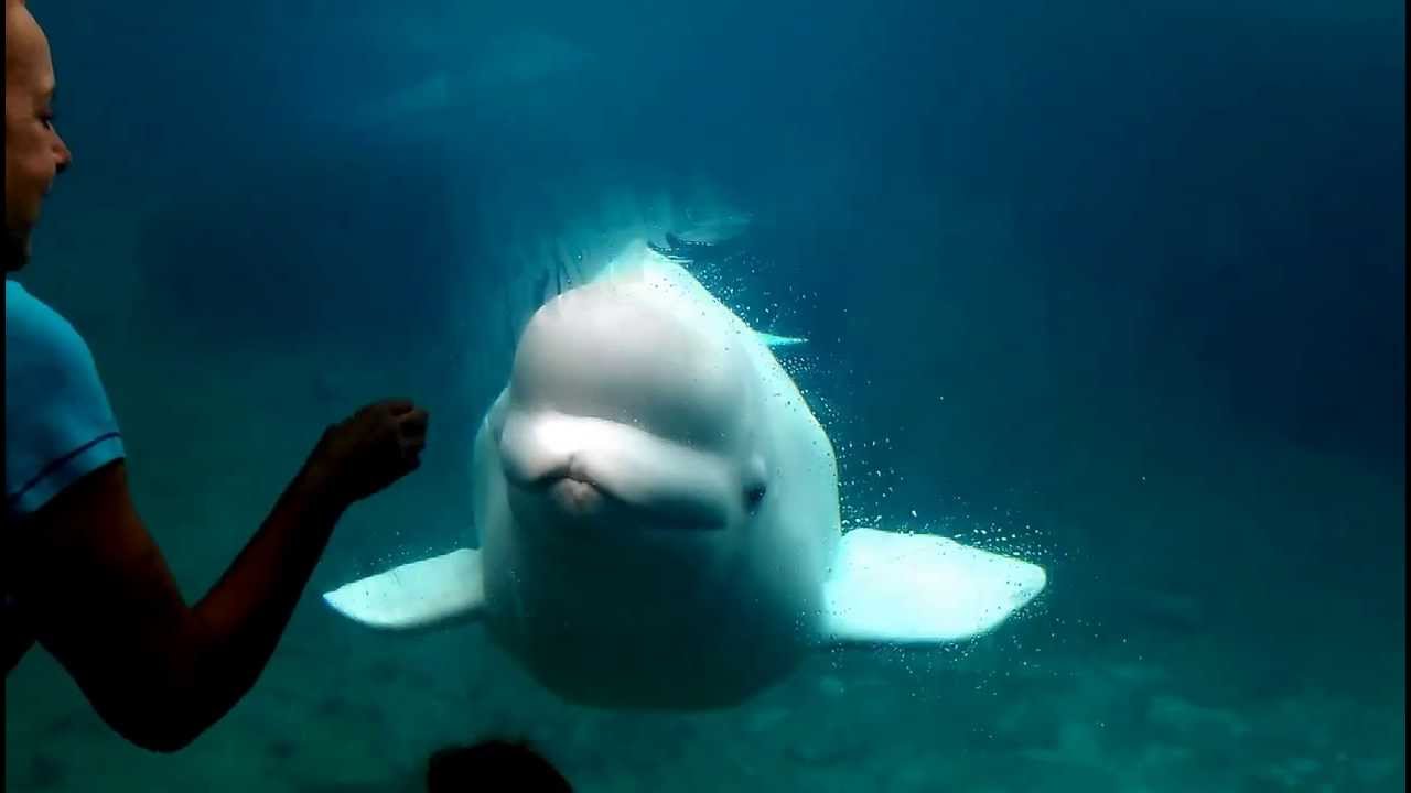 beluga whale trys to eat kid - YouTube